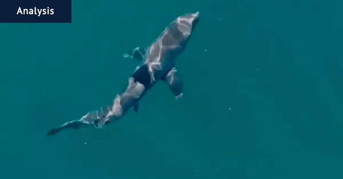 Attaque de requin de Coogee Beach : pourquoi les abattages sont ...